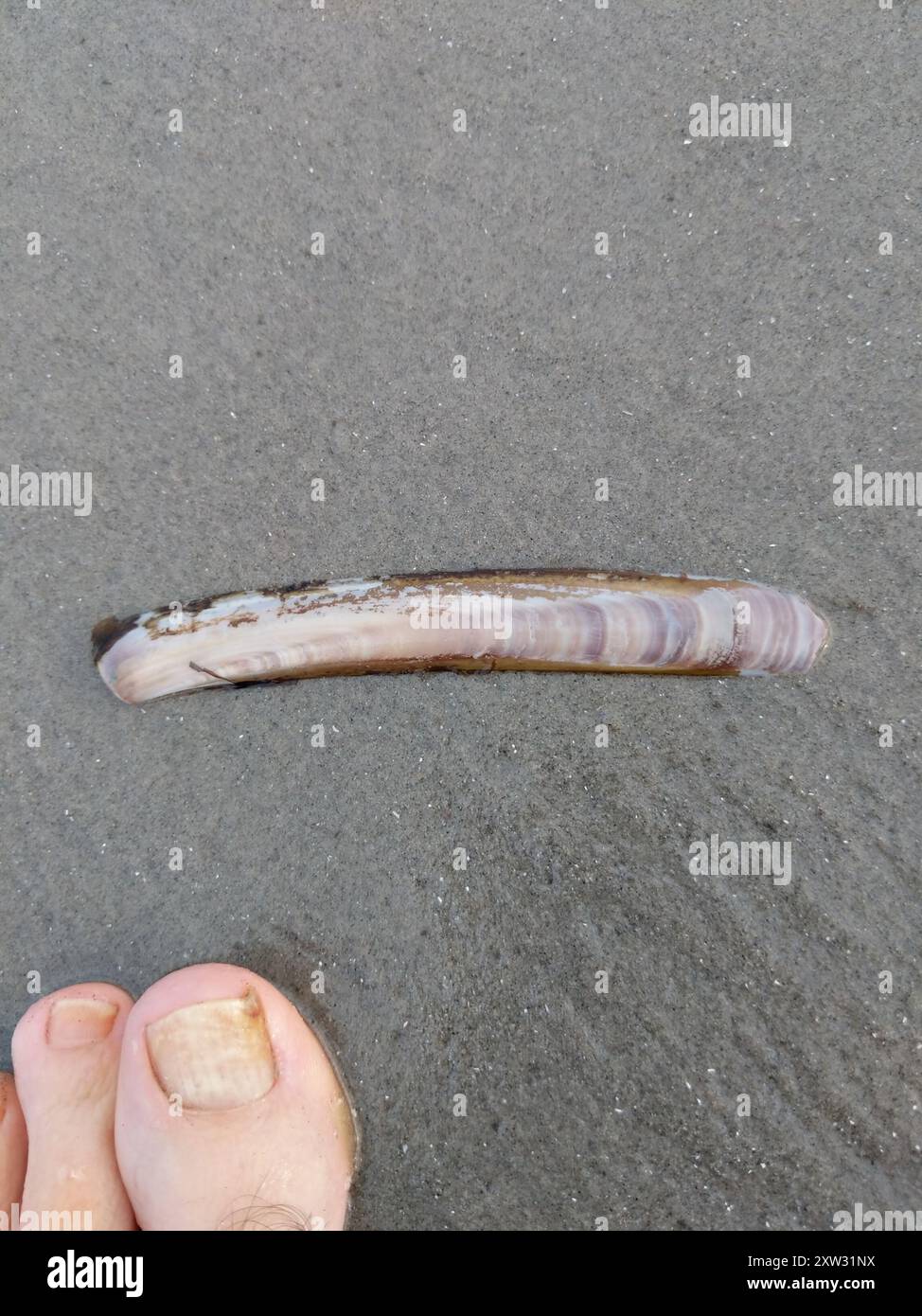 Ensis leei hi-res stock photography and images - Alamy
