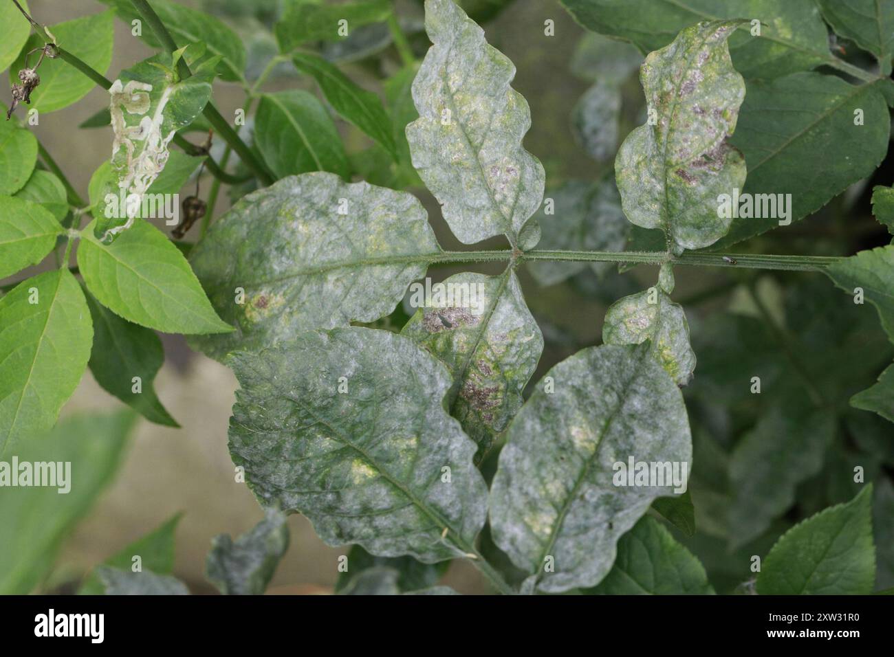 (Erysiphe sambucina) Fungi Stock Photo - Alamy