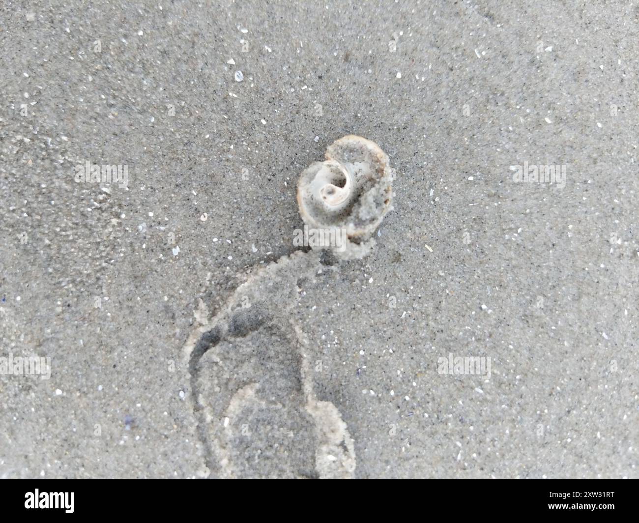 Shark Eye (Neverita duplicata) Mollusca Stock Photo - Alamy
