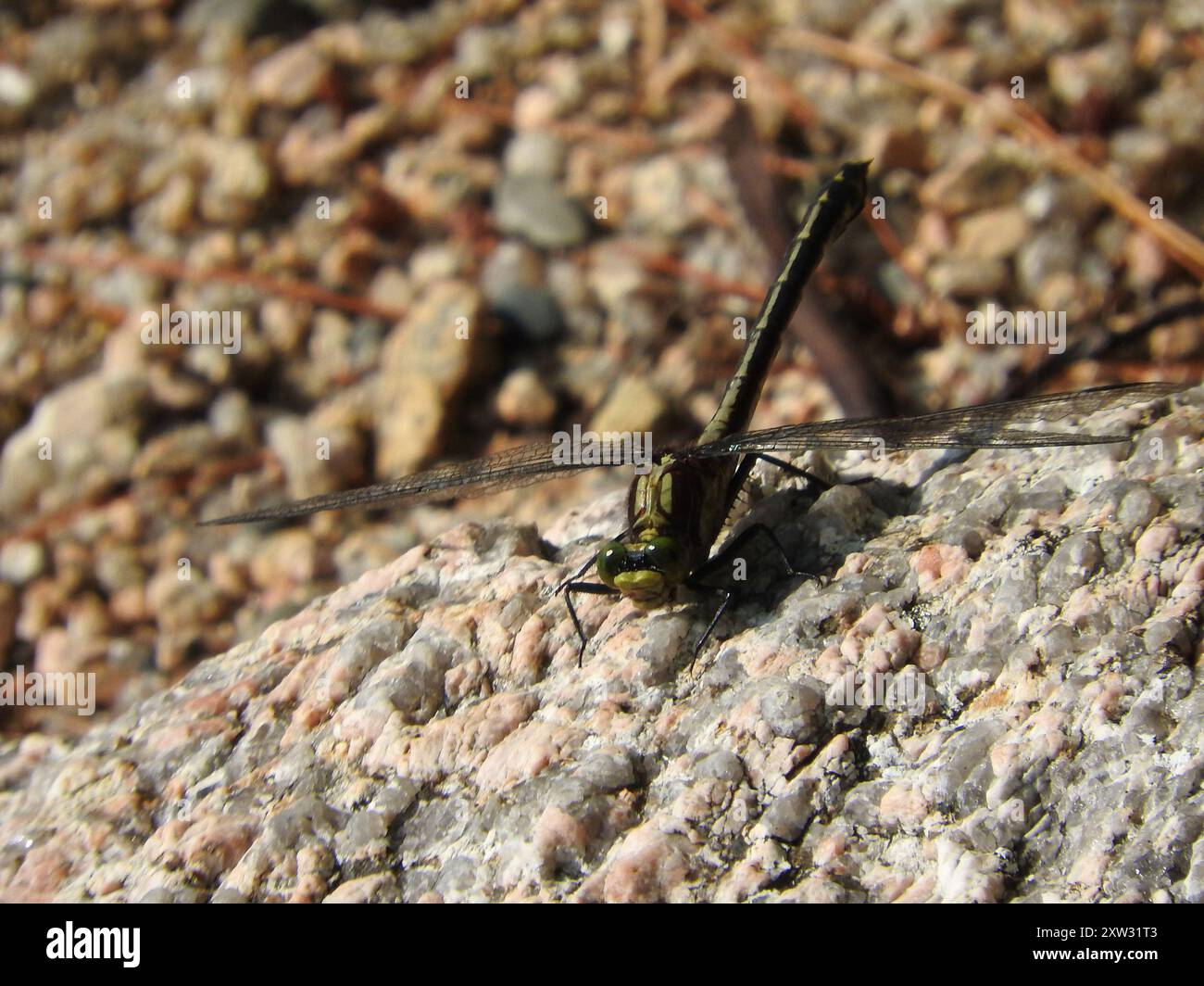 Black-shouldered Spinyleg (Dromogomphus spinosus) Insecta Stock Photo ...