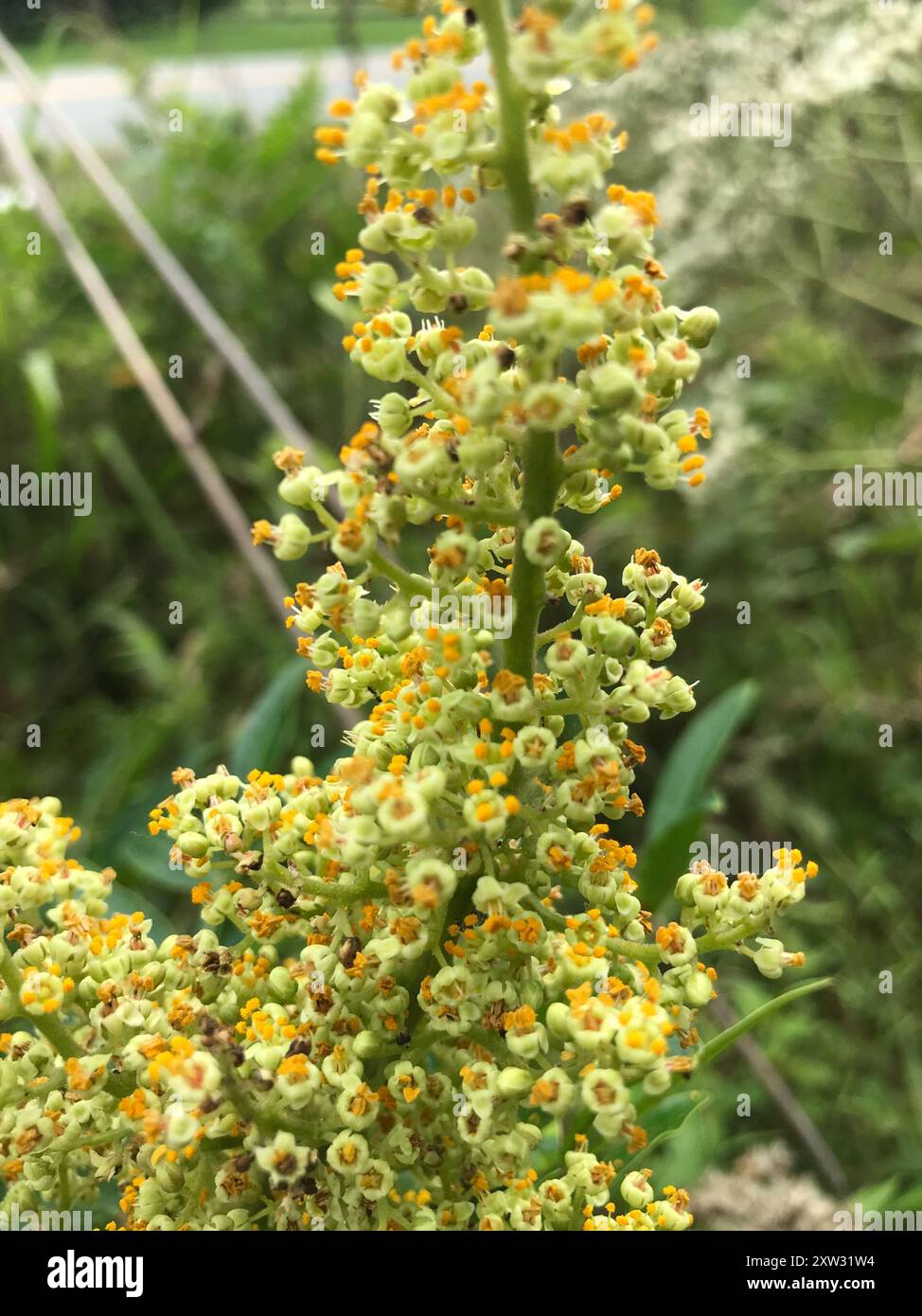 shining sumac (Rhus copallinum) Plantae Stock Photo - Alamy