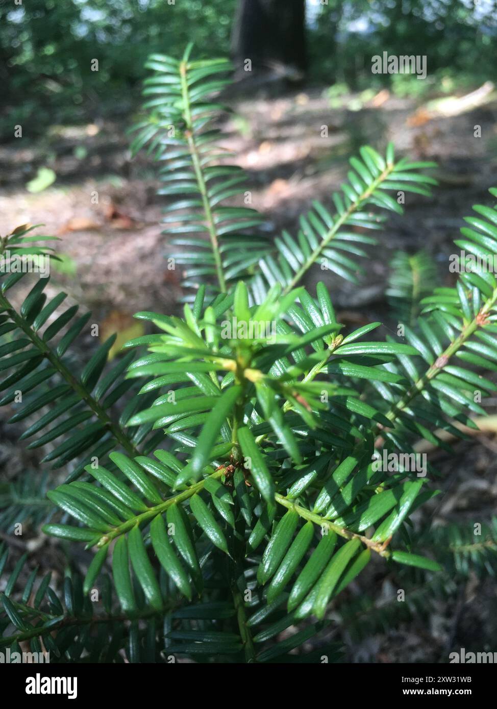 common yew (Taxus baccata) Plantae Stock Photo - Alamy