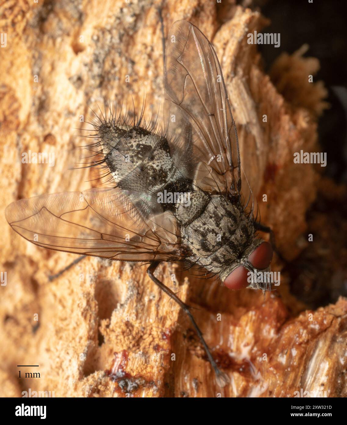 Bot Flies, Blow Flies, and Allies (Oestroidea) Insecta Stock Photo - Alamy