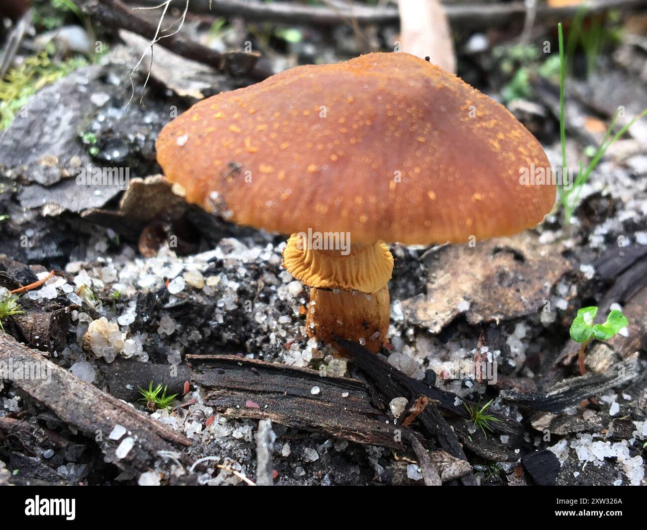 (Descolea recedens) Fungi Stock Photo - Alamy