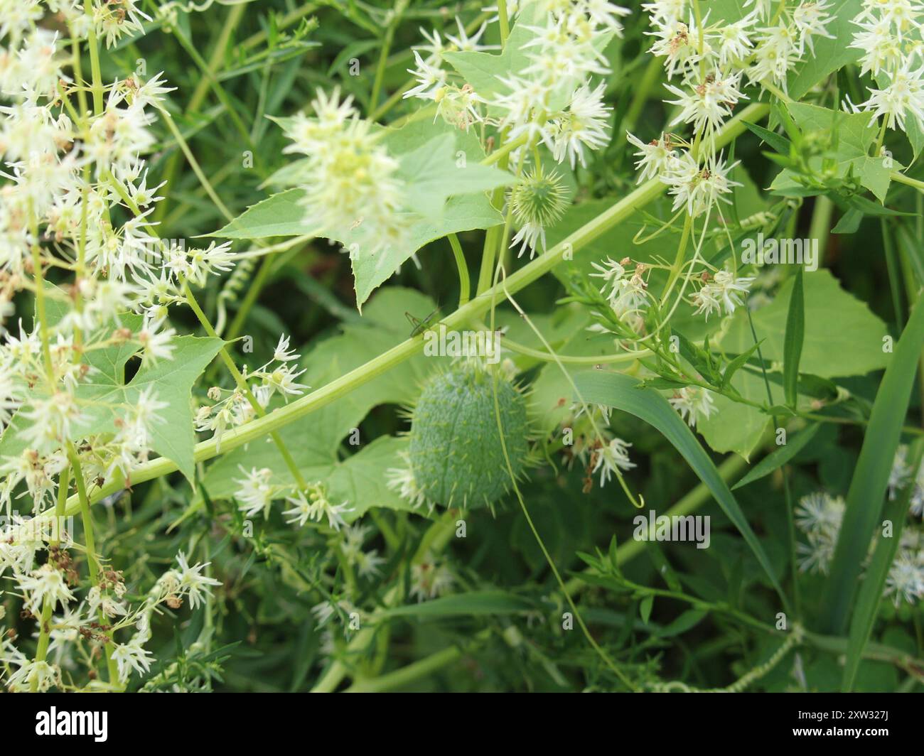 wild cucumber (Echinocystis lobata) Plantae Stock Photo - Alamy