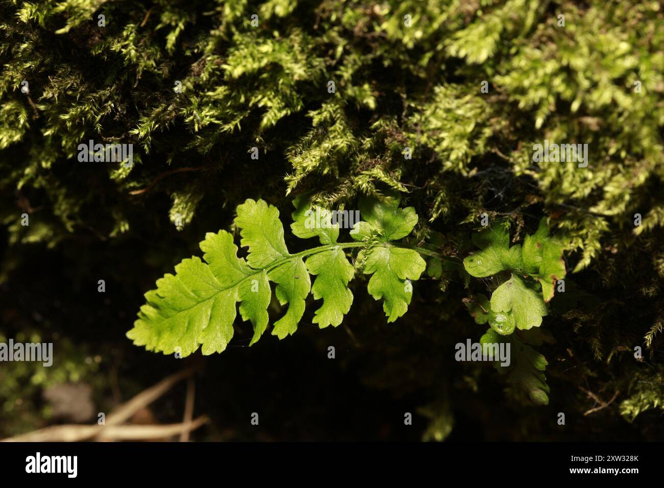 wood ferns (Dryopteris) Plantae Stock Photo - Alamy