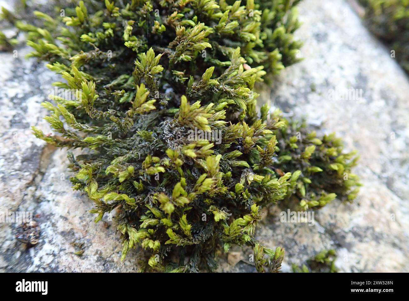 Yellow Fringe-moss (Racomitrium aciculare) Plantae Stock Photo - Alamy