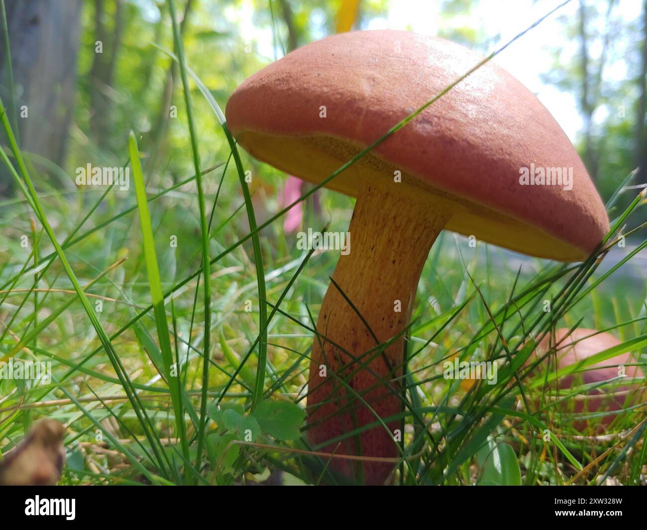 two-colored bolete (Baorangia bicolor) Fungi Stock Photo - Alamy