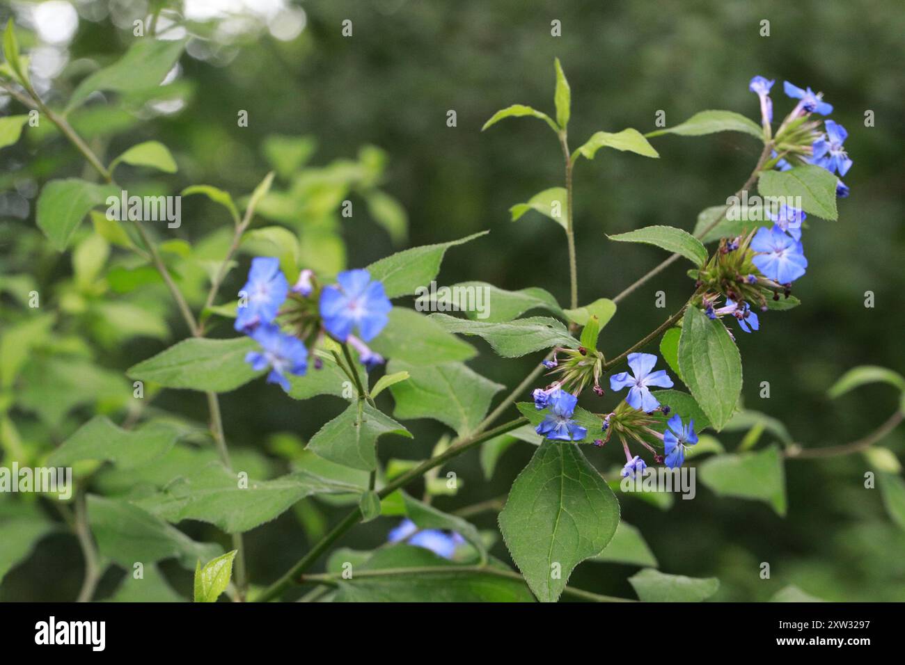 hardy plumbago (Ceratostigma plumbaginoides) Plantae Stock Photo - Alamy