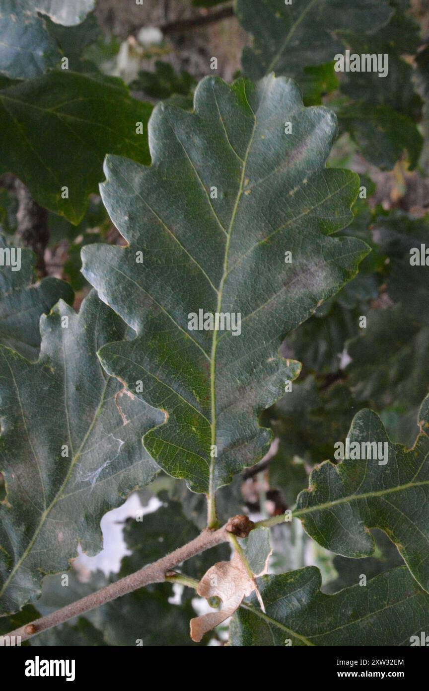 sessile oak (Quercus petraea) Plantae Stock Photo - Alamy