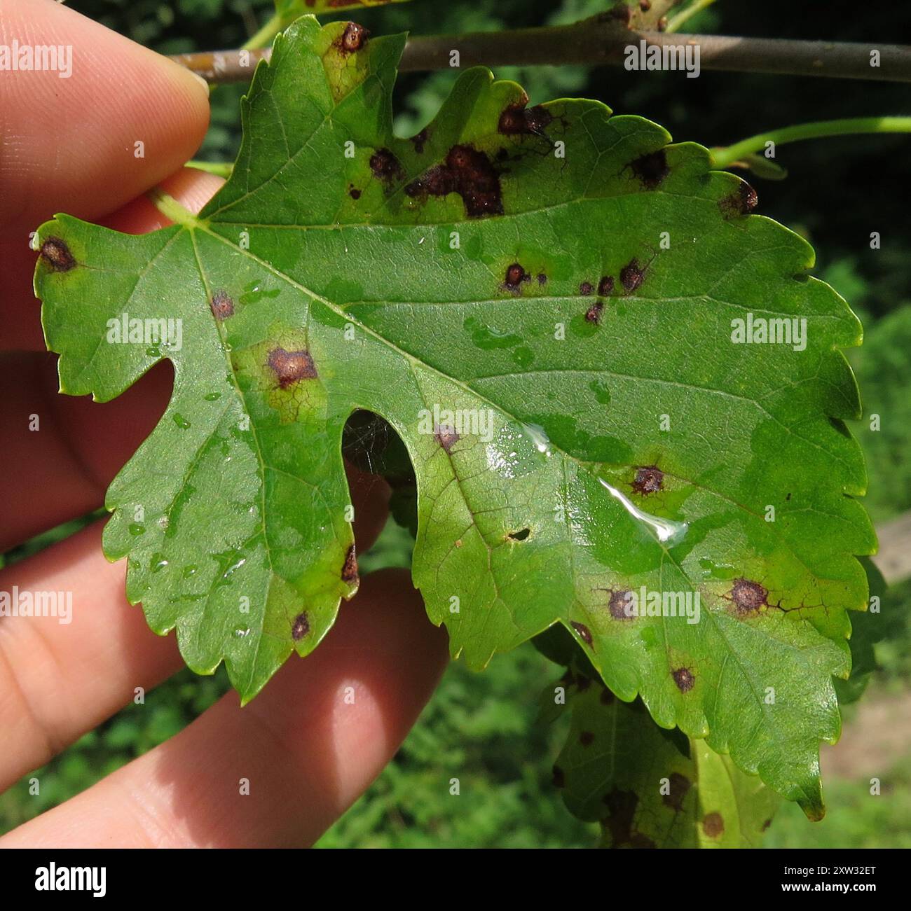 Mulberry Leaf Spot (Cercospora moricola) Fungi Stock Photo - Alamy