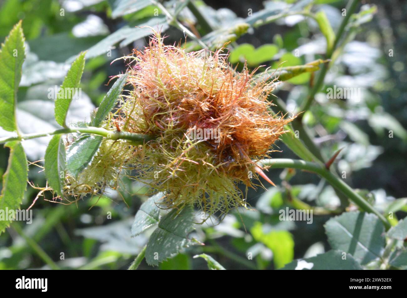 Mossy Rose Gall Wasp (Diplolepis rosae) Insecta Stock Photo - Alamy