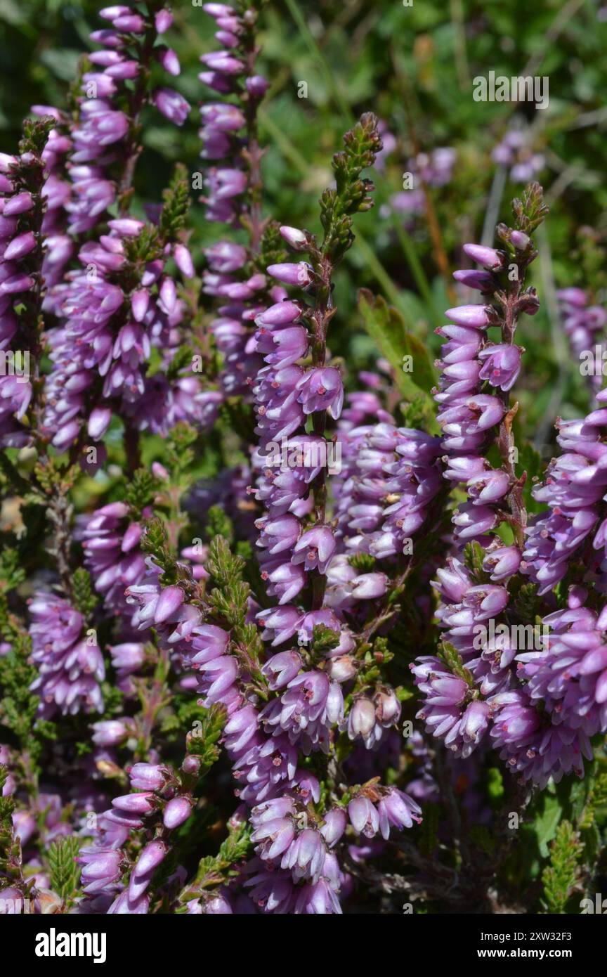 common heather (Calluna vulgaris) Plantae Stock Photo - Alamy