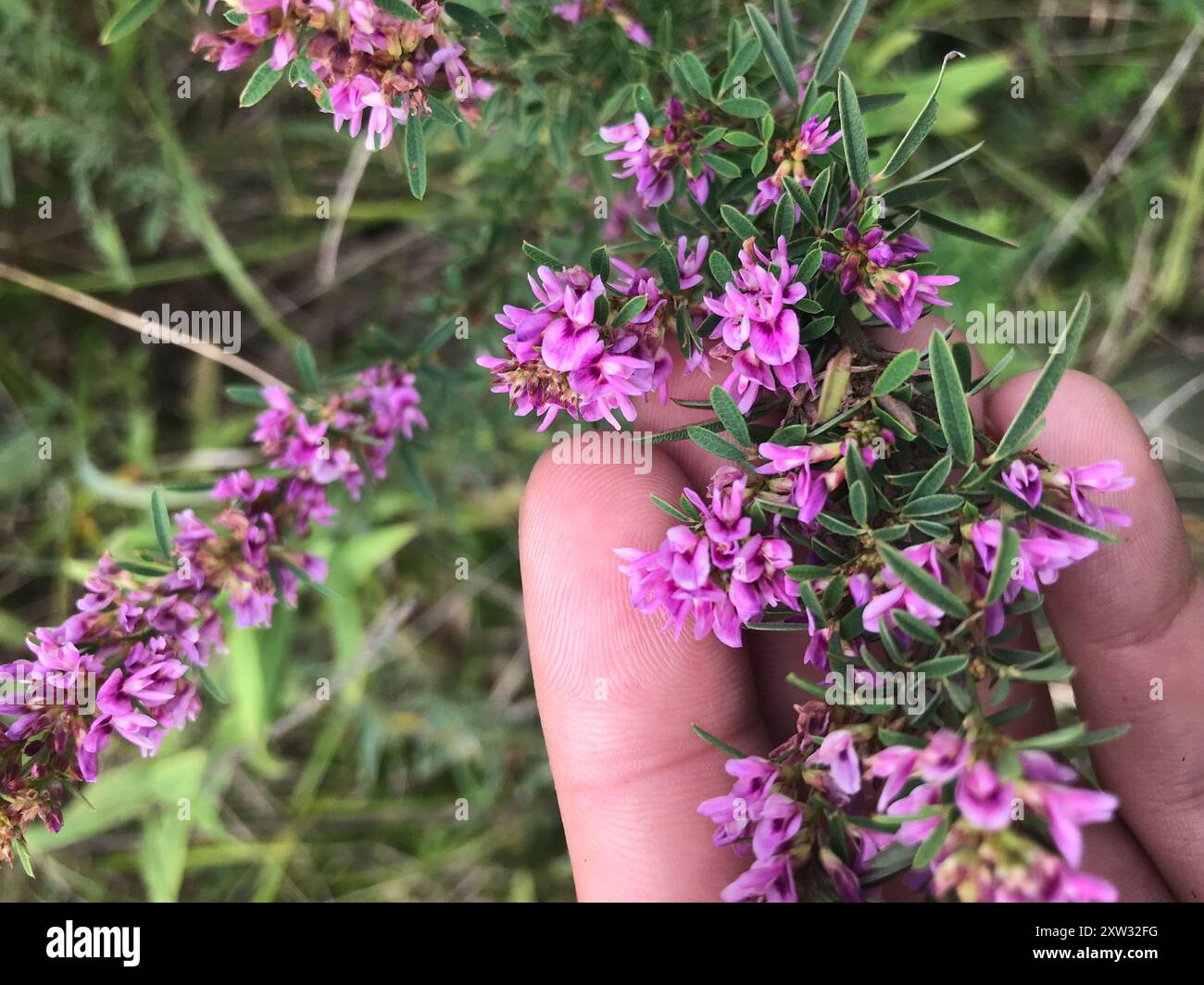 slender bush clover (Lespedeza virginica) Plantae Stock Photo - Alamy