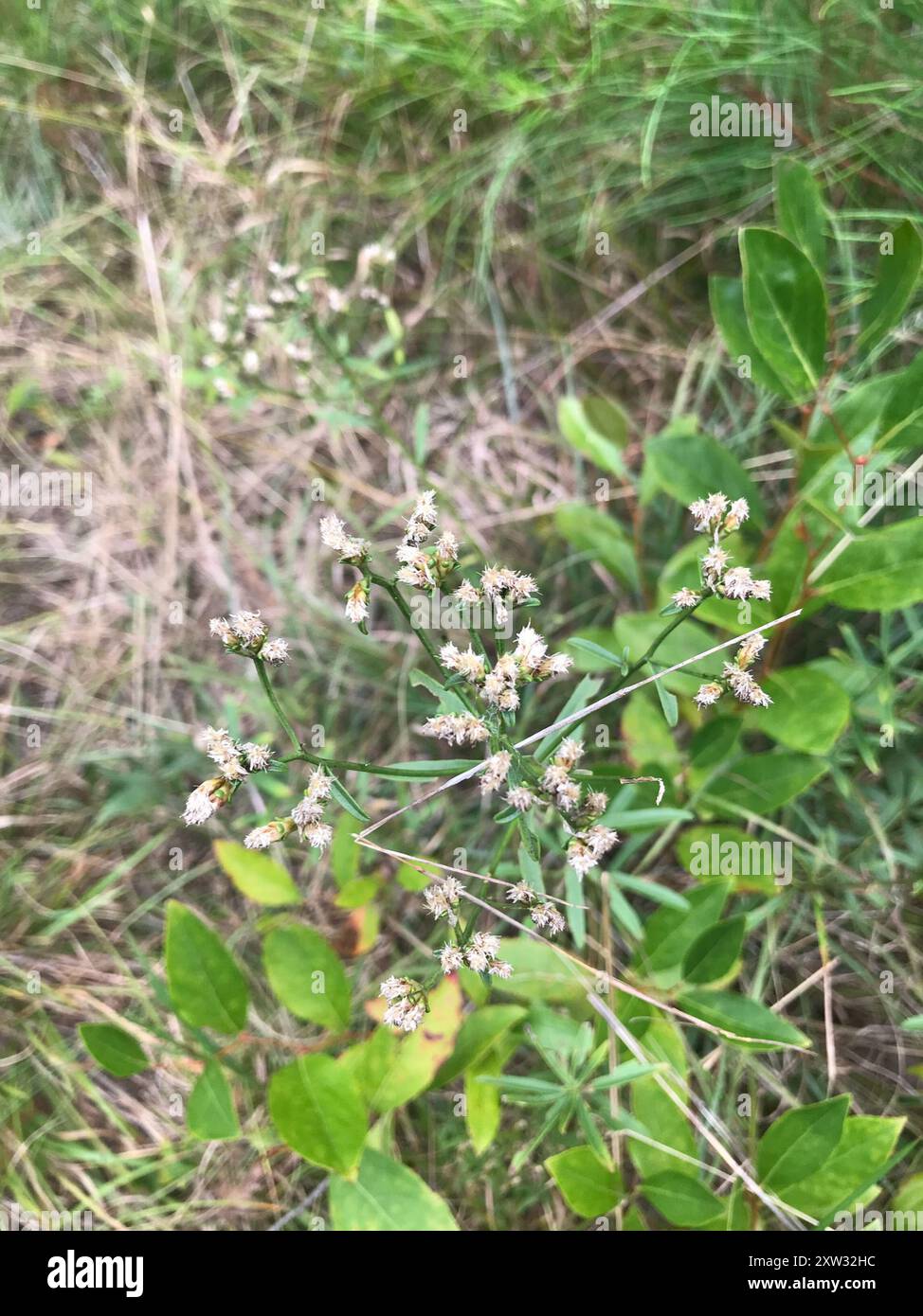 Narrowleaf Whitetop Aster (Sericocarpus linifolius) Plantae Stock Photo ...