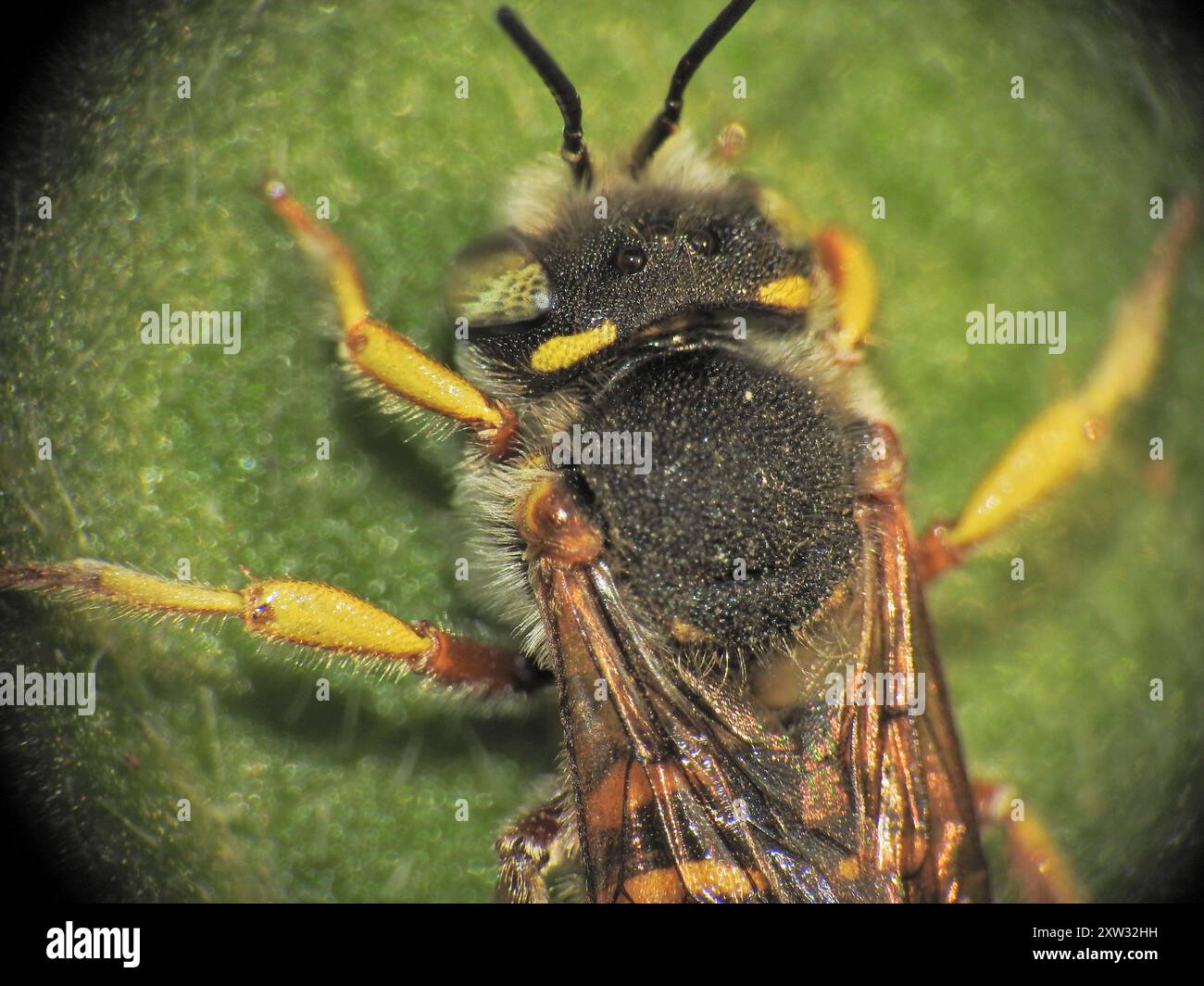 Anthidium oblongatum hi-res stock photography and images - Alamy