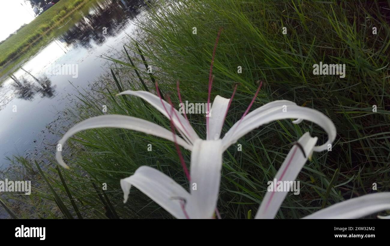 Southern Swamp Crinum (Crinum americanum) Plantae Stock Photo - Alamy