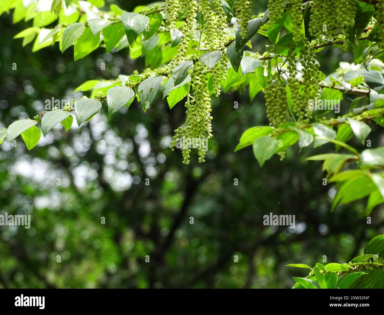 Fiveleaf Yam (Dioscorea pentaphylla) Plantae Stock Photo - Alamy