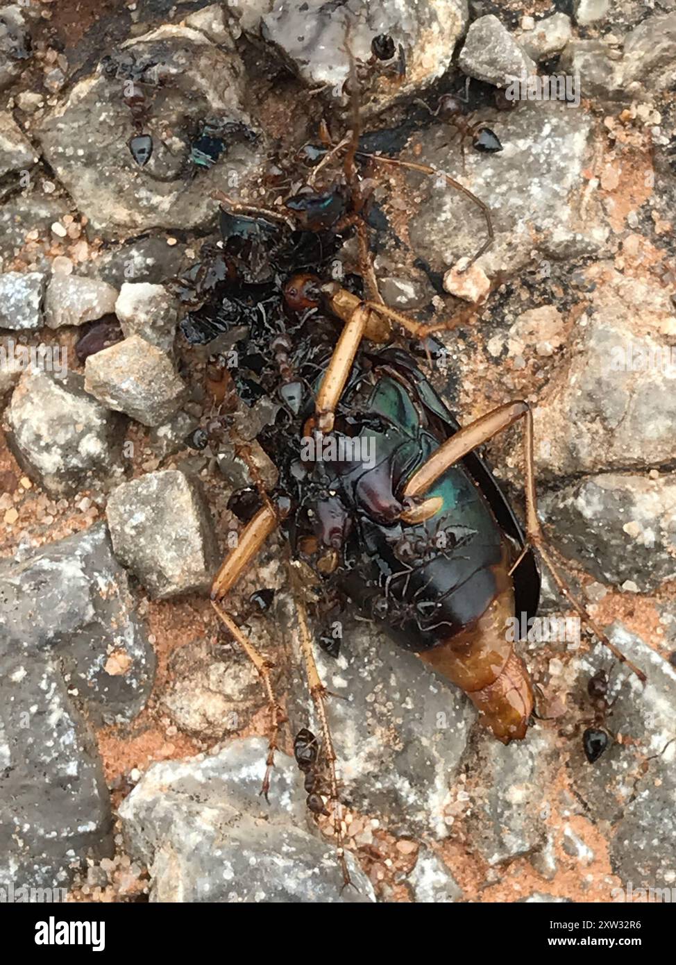 Virginia Metallic Tiger Beetle (Tetracha virginica) Insecta Stock Photo ...