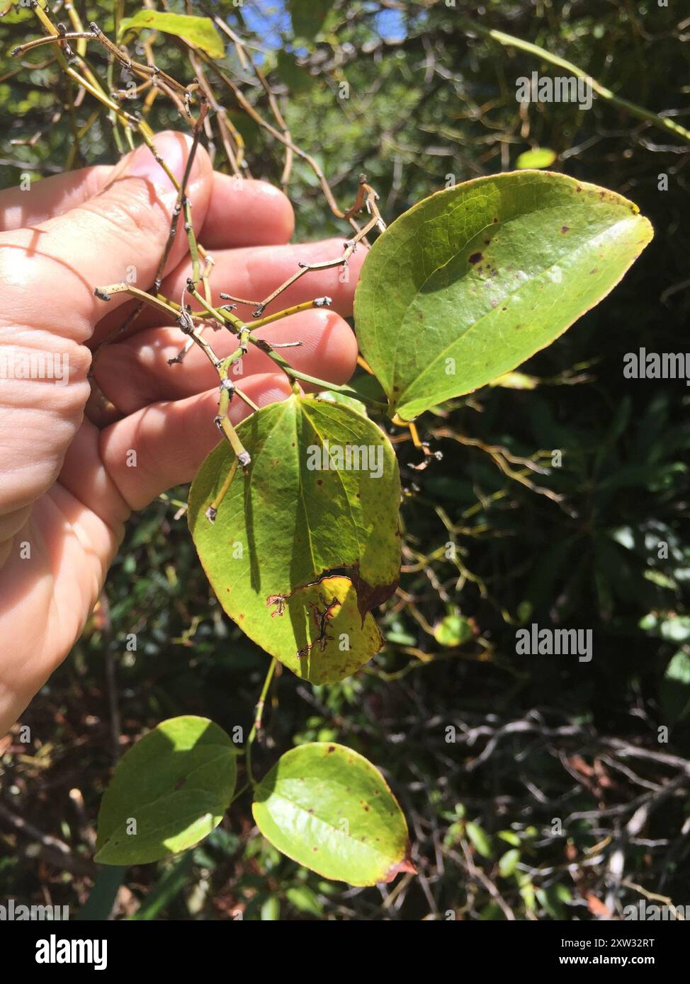 roundleaf greenbrier (Smilax rotundifolia) Plantae Stock Photo - Alamy