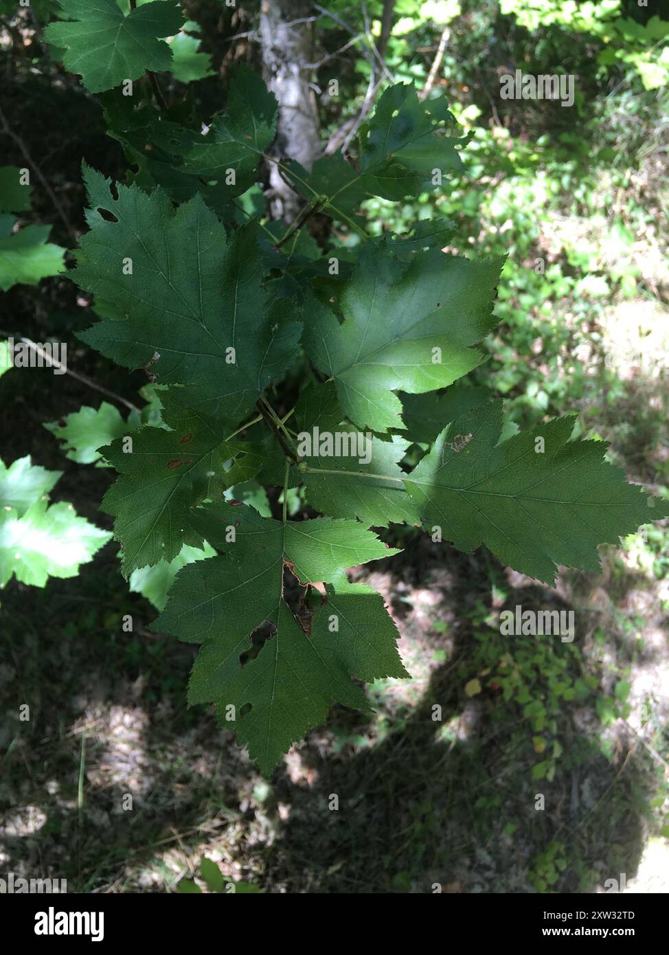 Wild Service-tree (Torminalis glaberrima) Plantae Stock Photo - Alamy