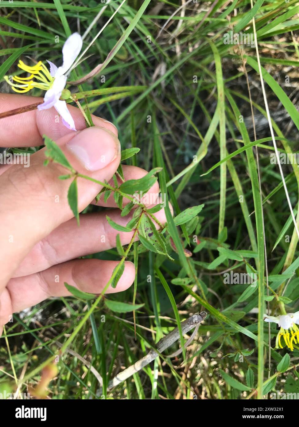 Meadowbeauties (Rhexia) Plantae Stock Photo - Alamy
