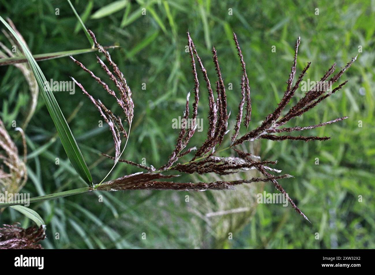 European reed (Phragmites australis australis) Plantae Stock Photo - Alamy