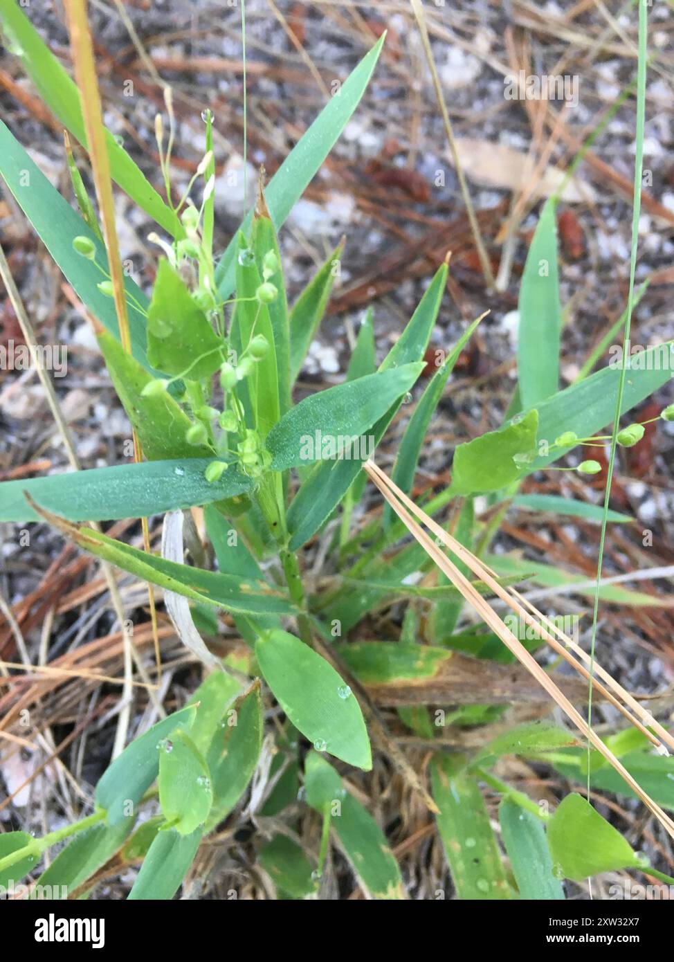 hairy rosette-panicgrass (Dichanthelium acuminatum) Plantae Stock Photo ...
