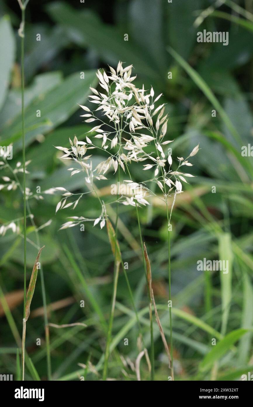 colonial bent (Agrostis capillaris) Plantae Stock Photo - Alamy
