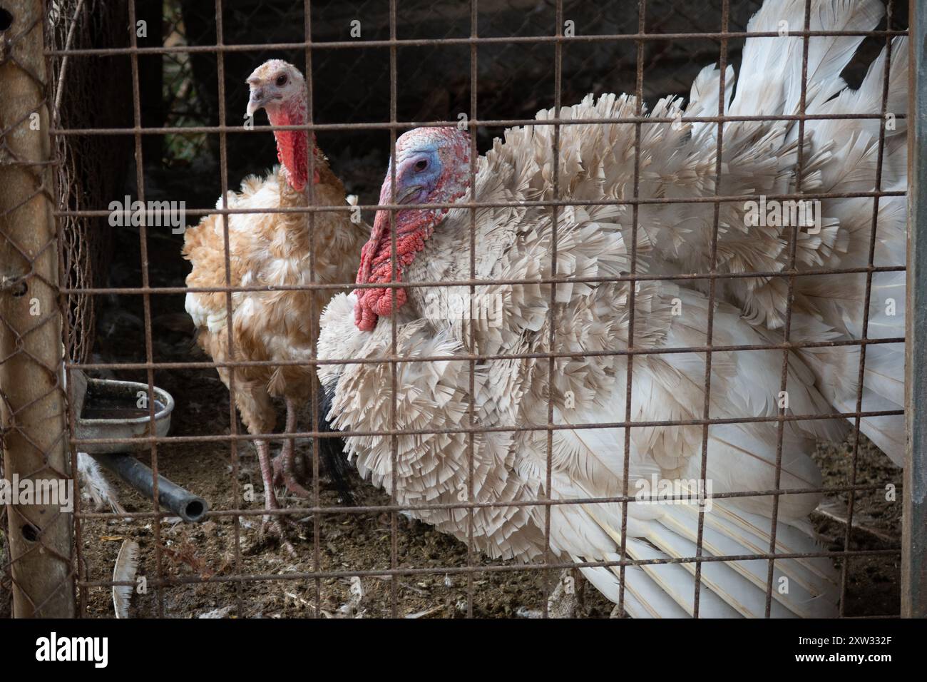 Two turkeys are in a cage, one of which is brown and the other is white ...