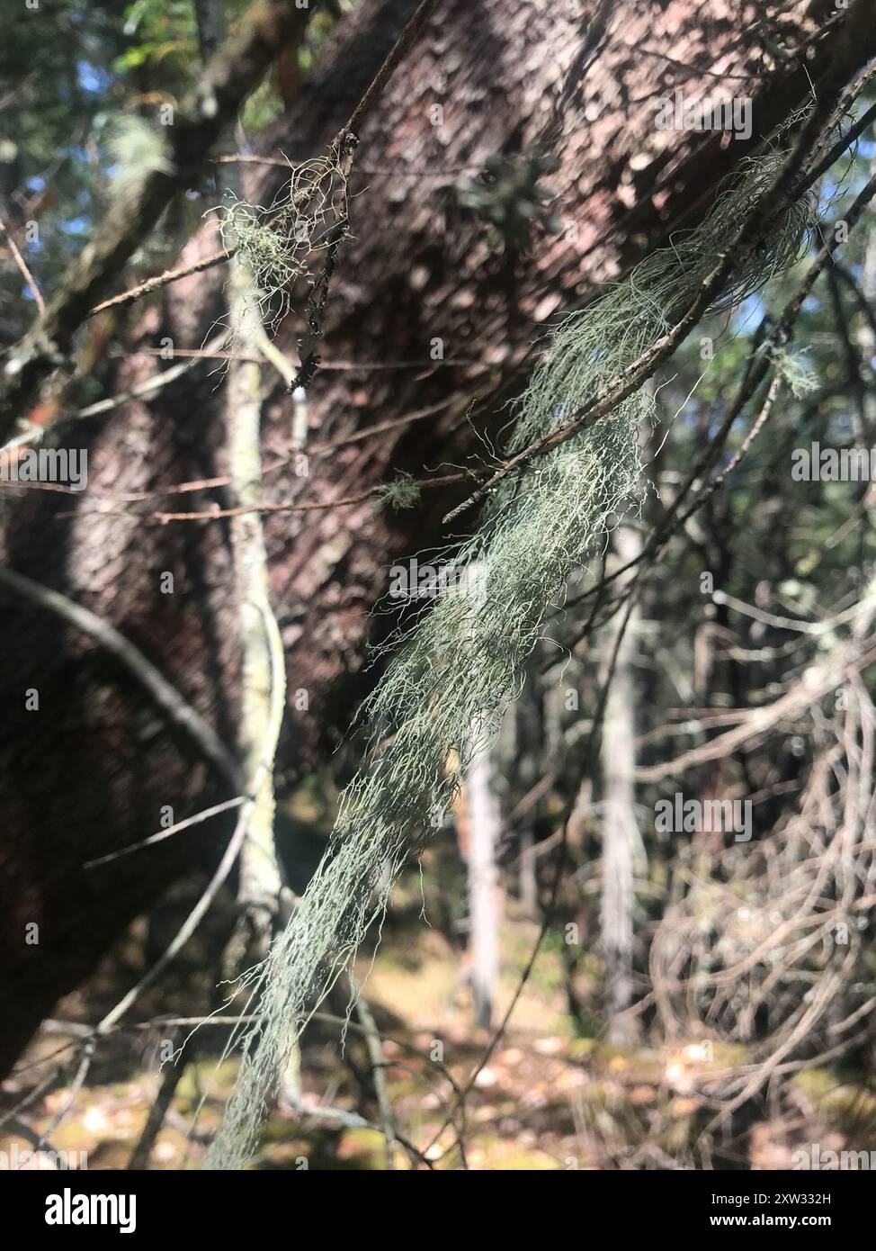 Common Witch's Hair Lichen (Alectoria sarmentosa sarmentosa) Fungi ...