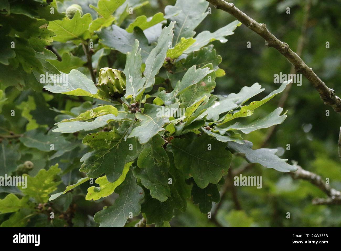 Knopper Gall Wasp (Andricus quercuscalicis) Insecta Stock Photo - Alamy