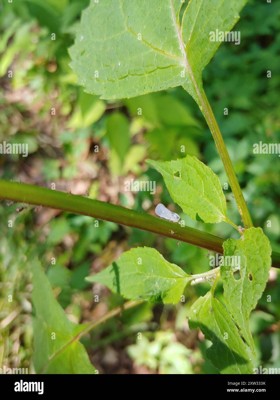 True Hoppers (Auchenorrhyncha) Insecta Stock Photo - Alamy