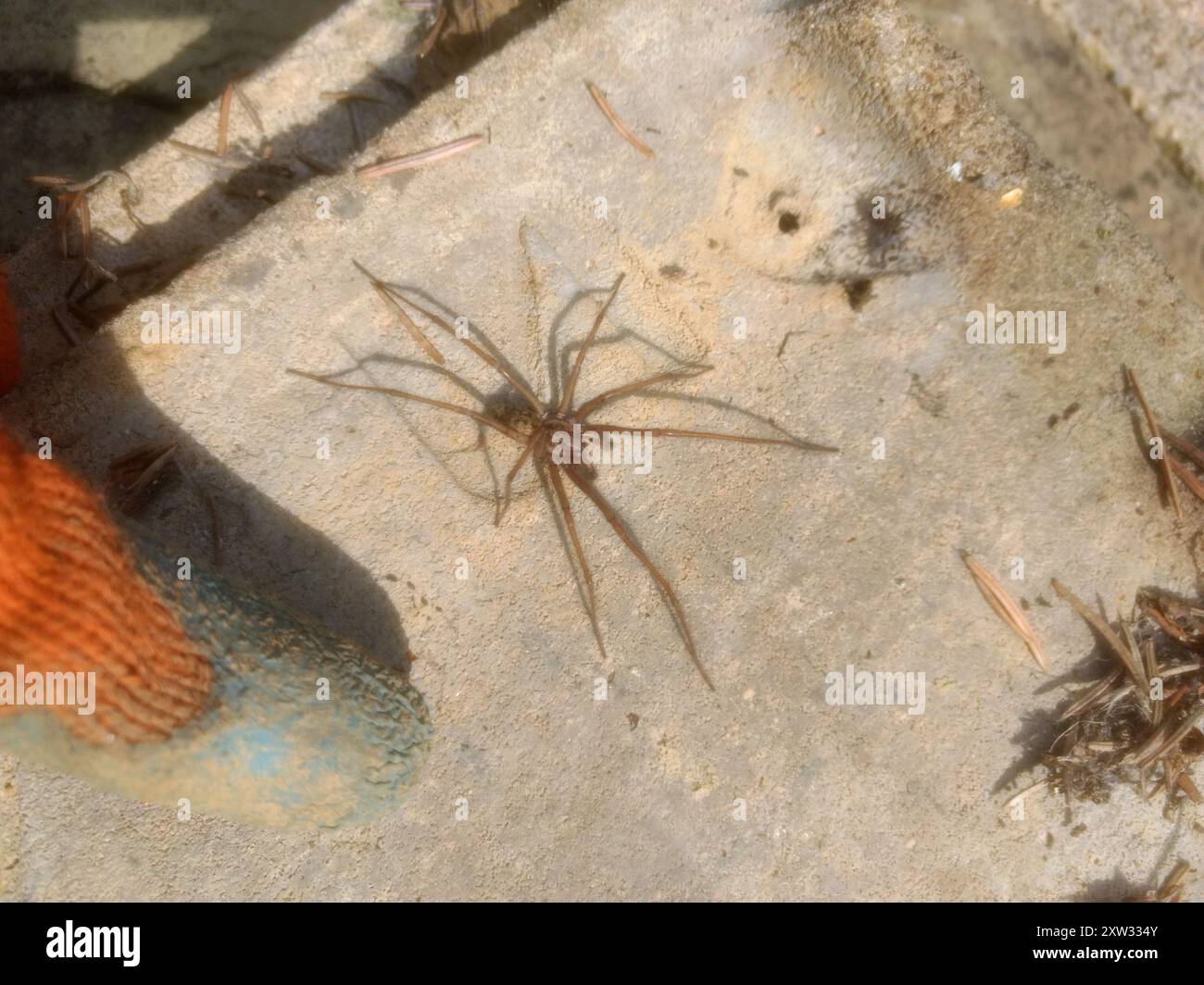Giant House Spider (Eratigena duellica) Arachnida Stock Photo - Alamy