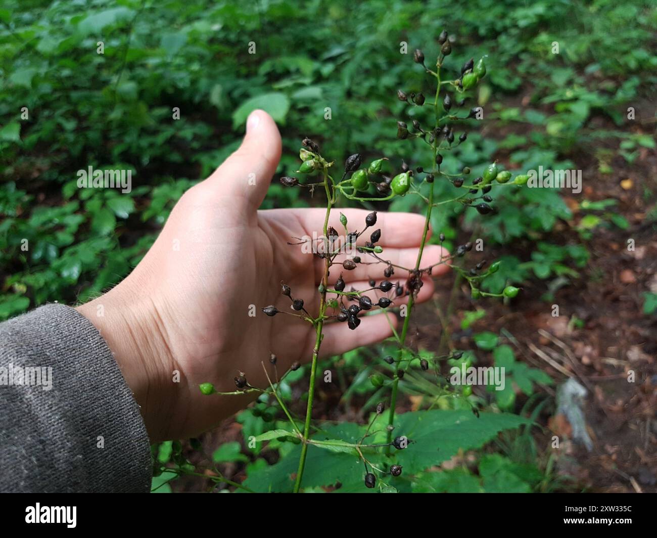 Common Figwort (Scrophularia nodosa) Plantae Stock Photo - Alamy