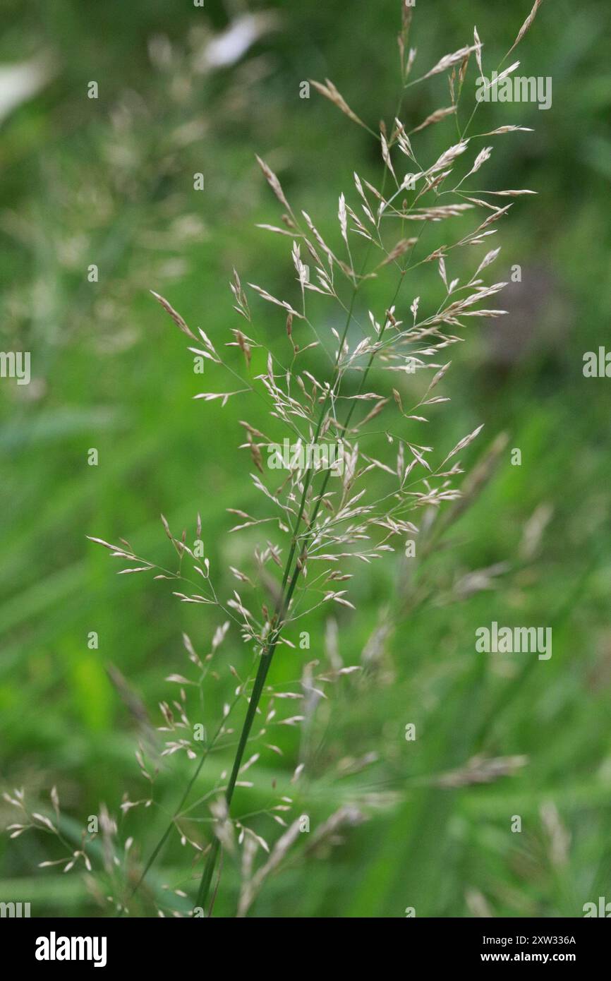 tufted hair grass (Deschampsia cespitosa) Plantae Stock Photo - Alamy