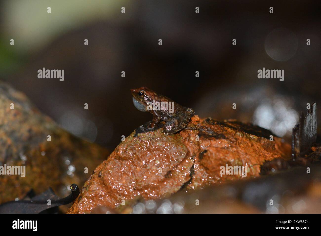 Micrixalus frog hi-res stock photography and images - Alamy