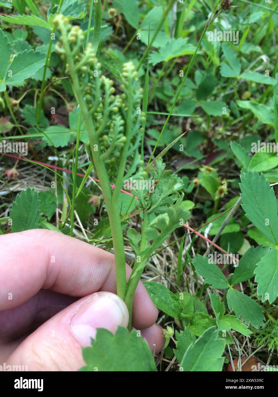 matricary grapefern (Botrychium matricariifolium) Plantae Stock Photo ...