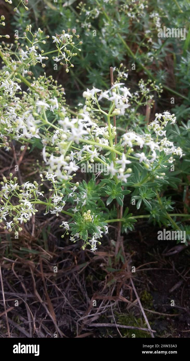 white bedstraw (Galium album) Plantae Stock Photo - Alamy