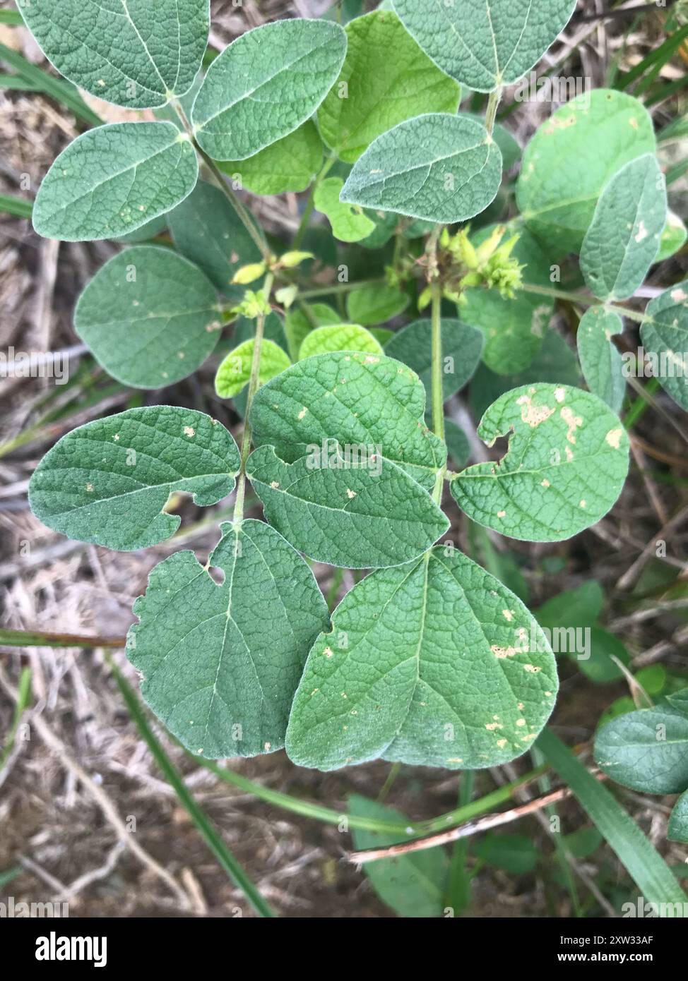 Twining Snoutbean (Rhynchosia tomentosa) Plantae Stock Photo - Alamy