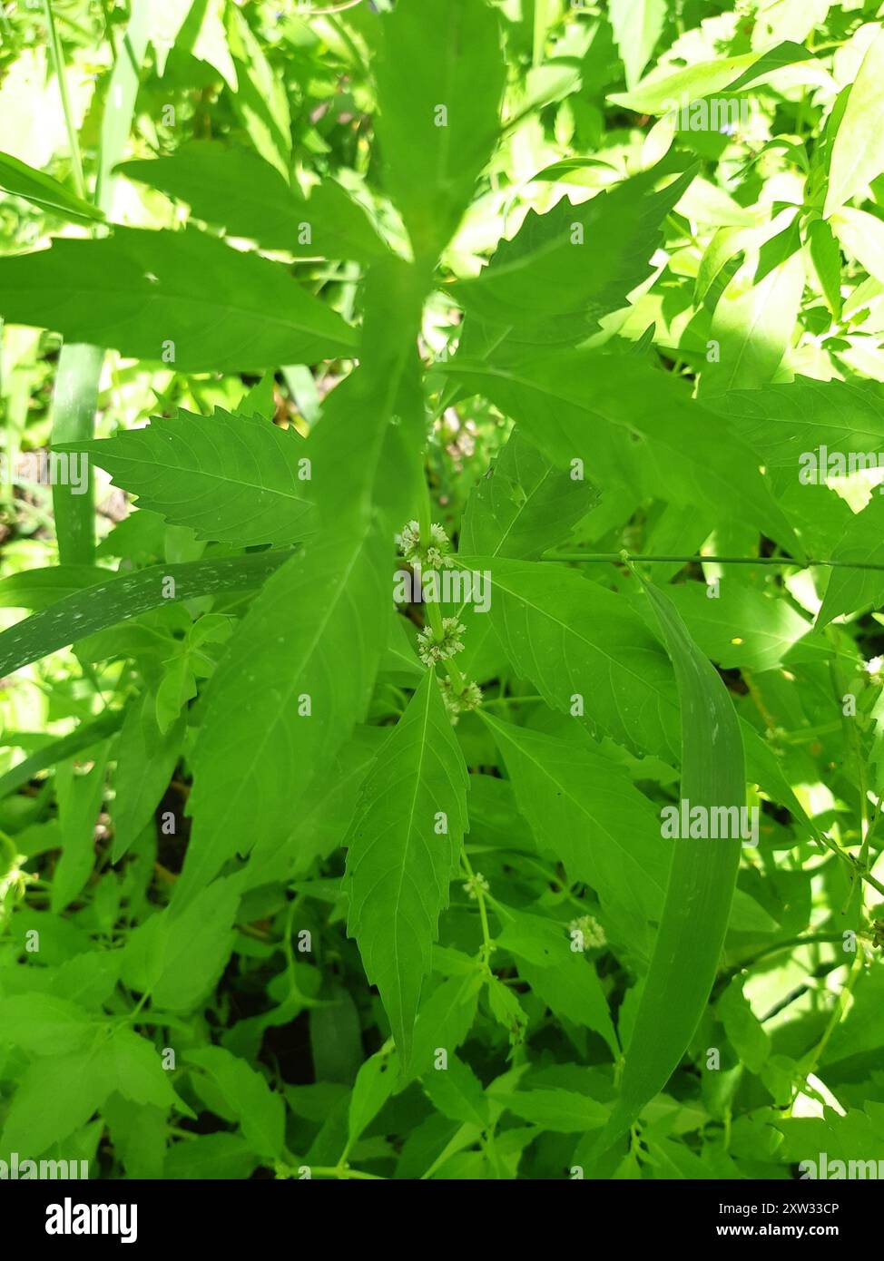 northern bugleweed (Lycopus uniflorus) Plantae Stock Photo - Alamy