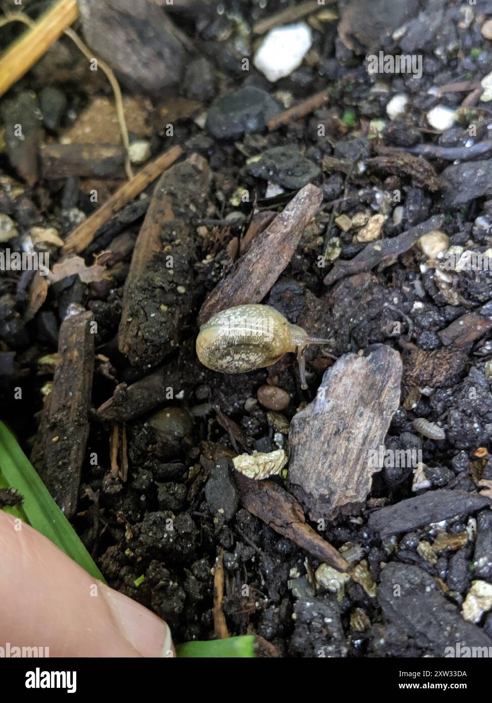 Common Land Snails and Slugs (Stylommatophora) Mollusca Stock Photo - Alamy