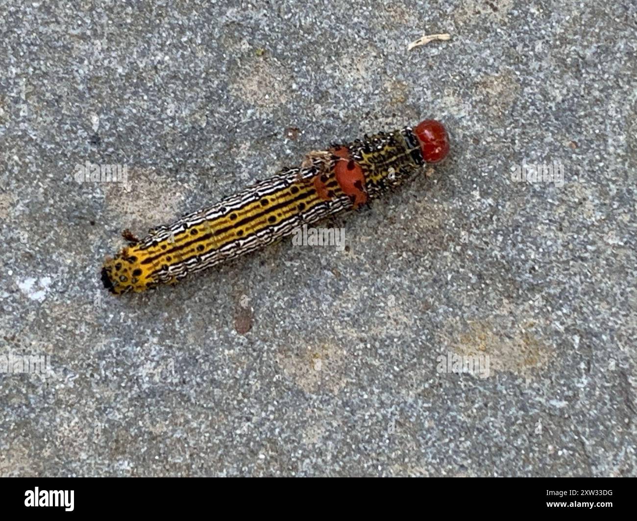 Red-humped Caterpillar Moth (Oedemasia concinna) Insecta Stock Photo ...