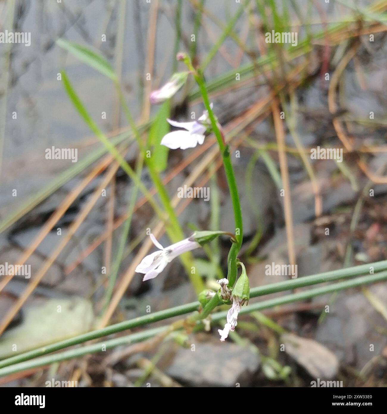 Water Lobelia (Lobelia dortmanna) Plantae Stock Photo - Alamy