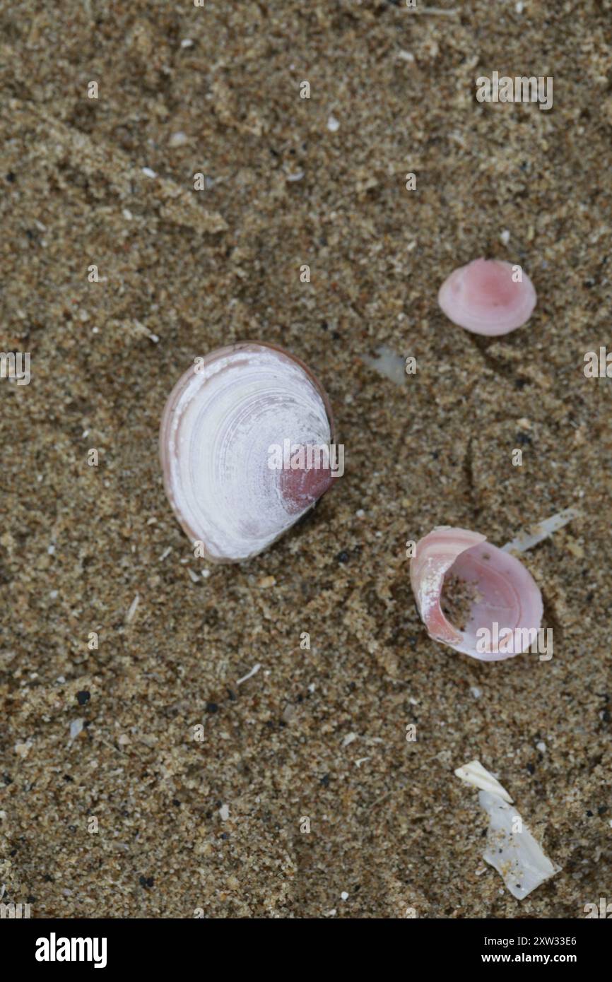 Baltic Macoma (Macoma balthica) Mollusca Stock Photo - Alamy