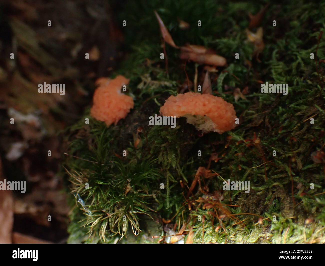 Red Raspberry Slime Mold (Tubifera ferruginosa) Protozoa Stock Photo ...