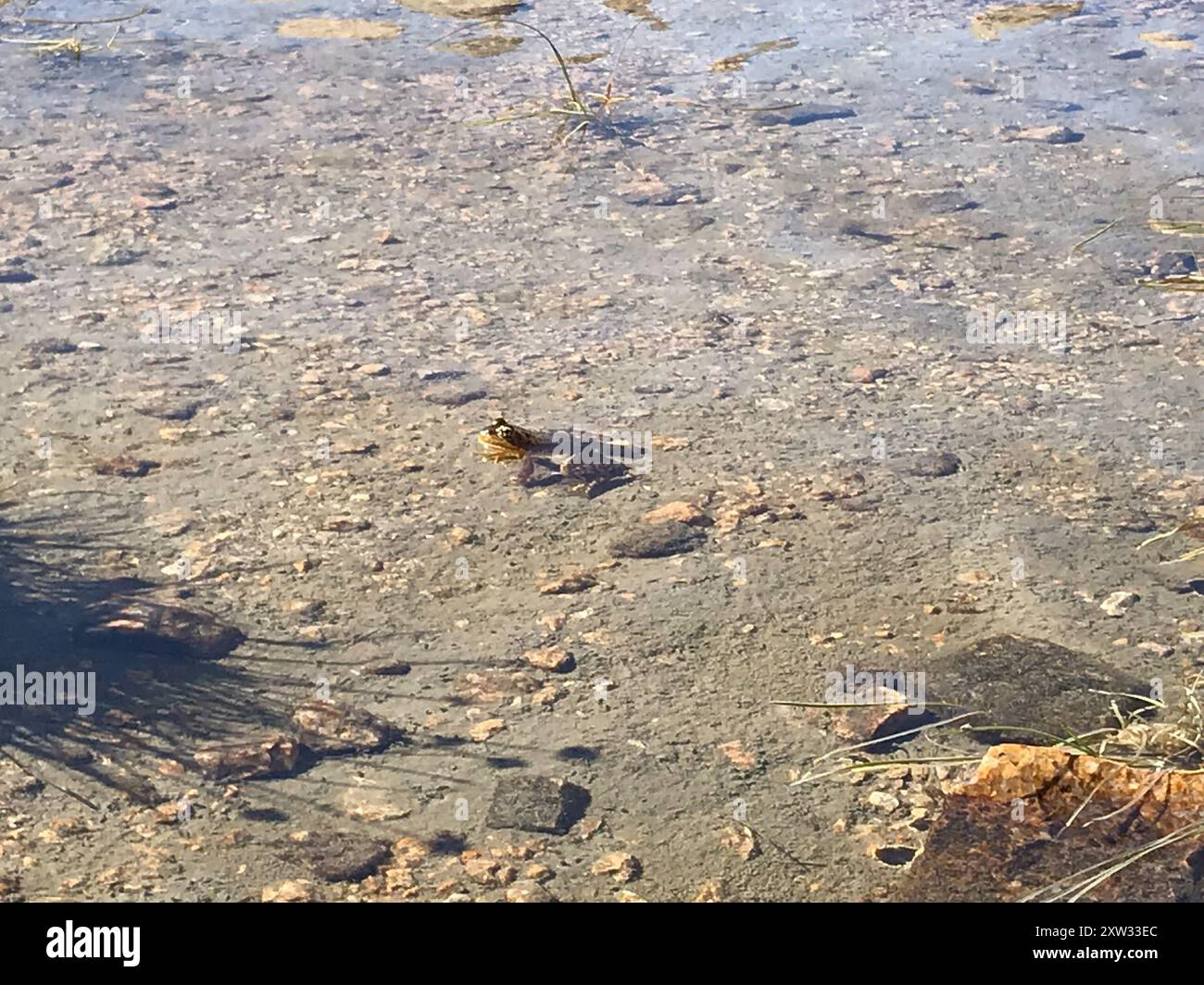 Southern Mountain Yellow-legged Frog (Rana muscosa) Amphibia Stock ...