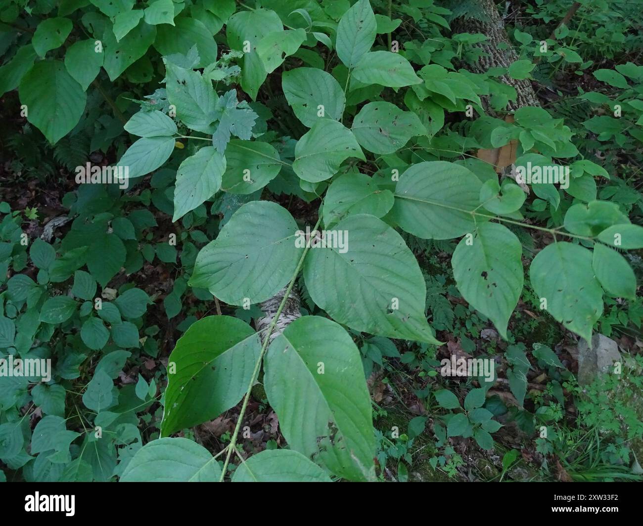 Round-leaved Dogwood (Cornus rugosa) Plantae Stock Photo - Alamy