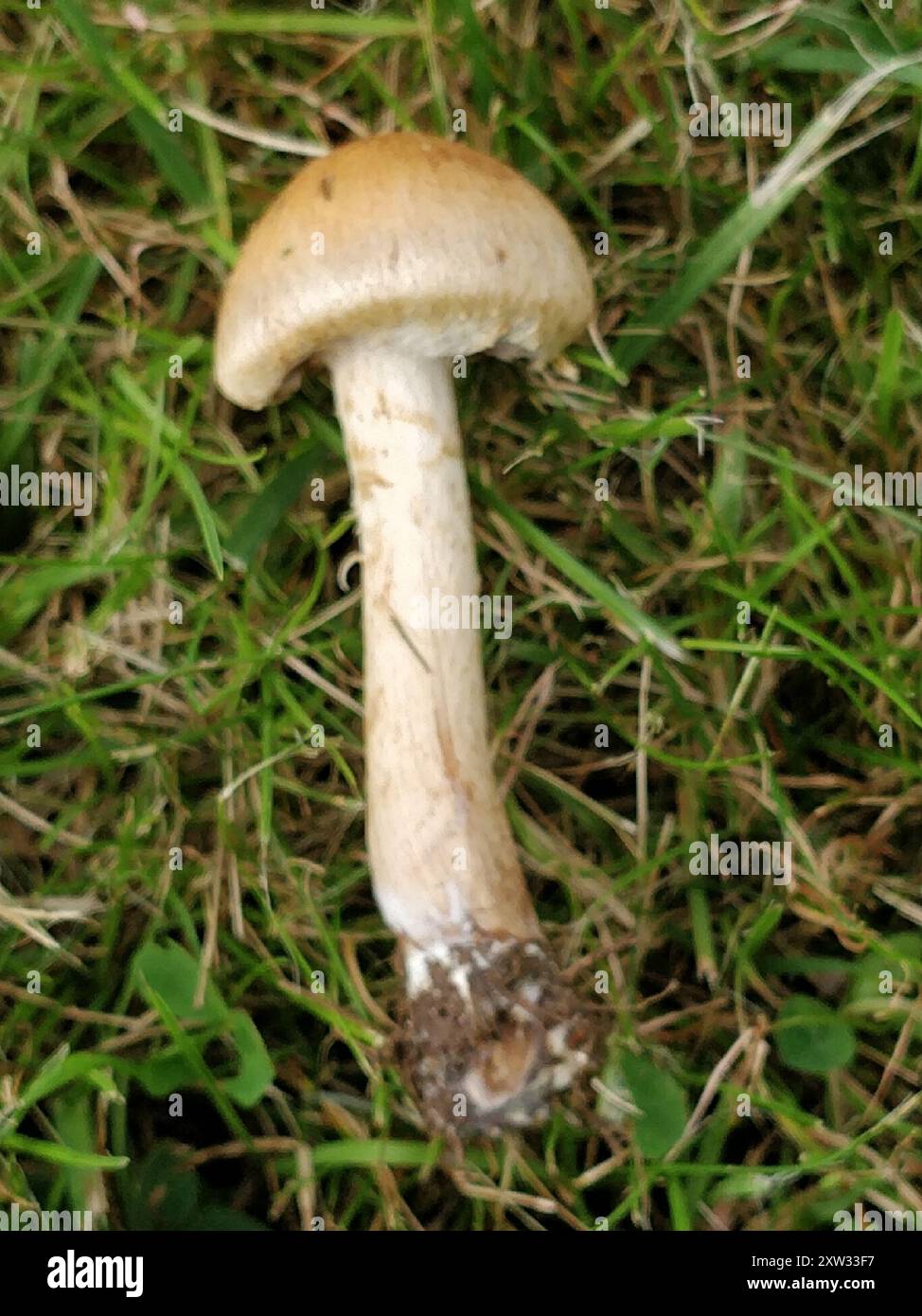 weeping widow (Lacrymaria lacrymabunda) Fungi Stock Photo - Alamy