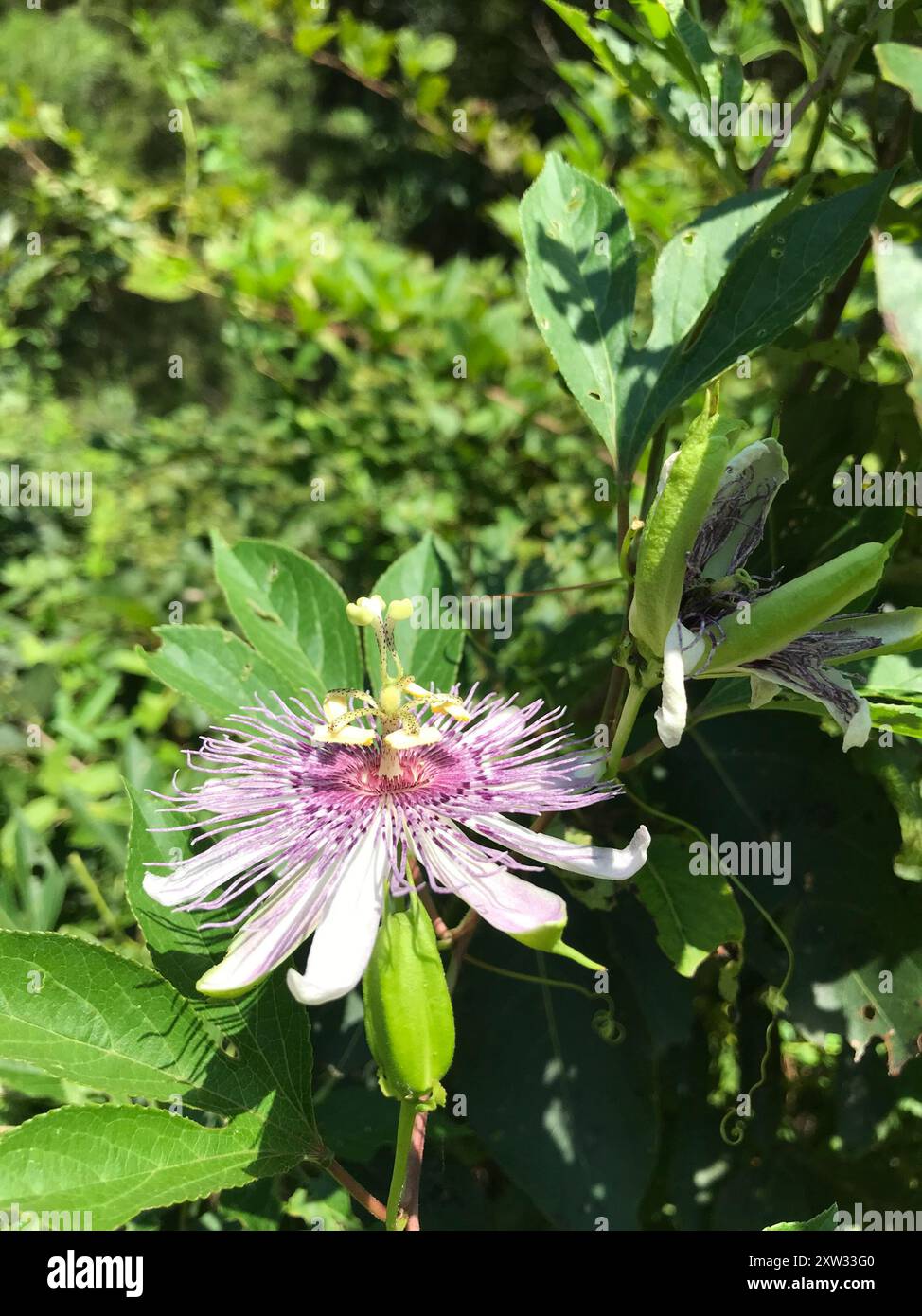 purple passionflower (Passiflora incarnata) Plantae Stock Photo - Alamy